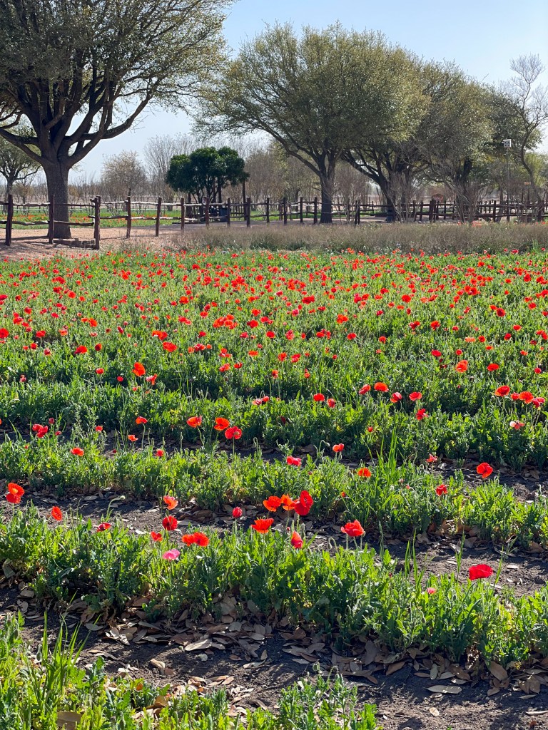 Wildseed Farms - The Rose Table