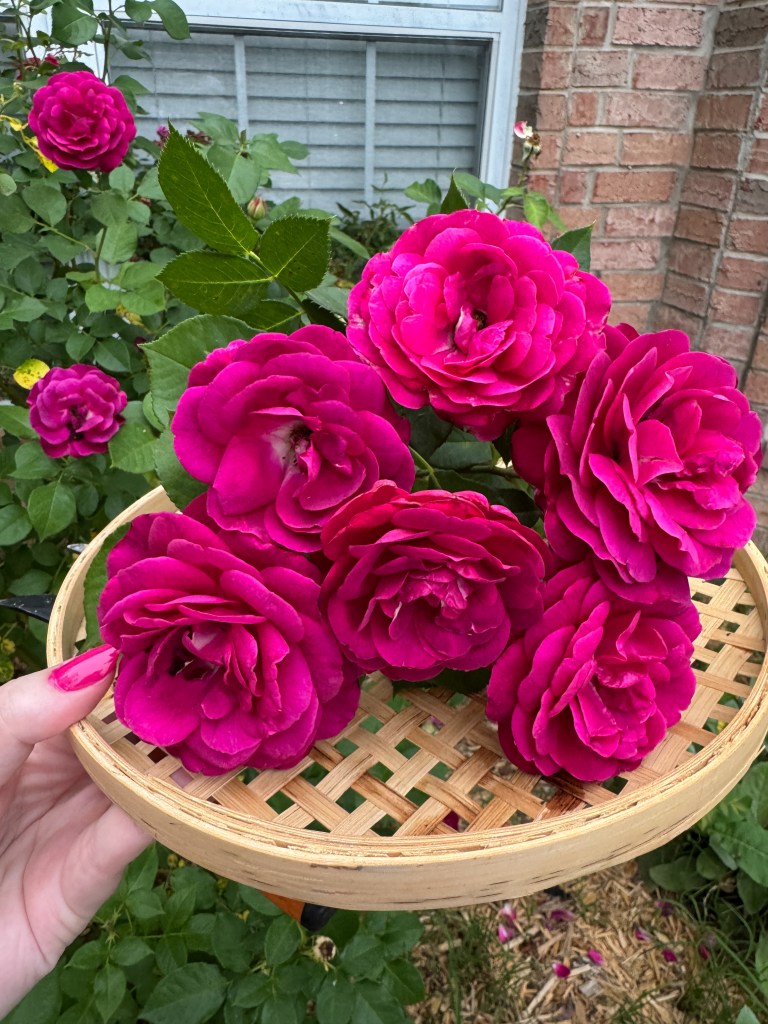 Celestial Evening Rose - The Rose Desk - Recipes Vista